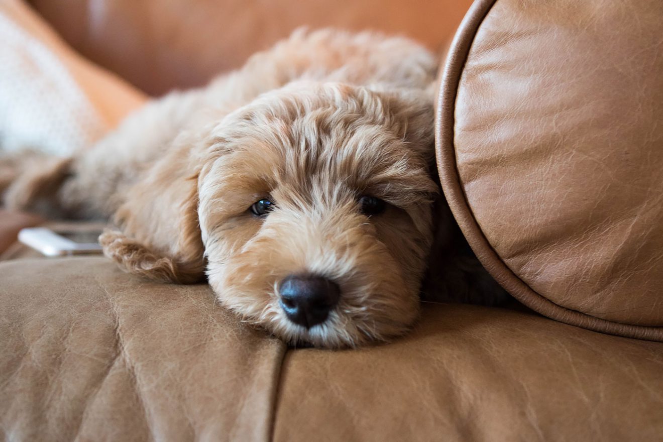 The Story of Scout And A Few Tips For New Puppy Owners | Ashley Kane