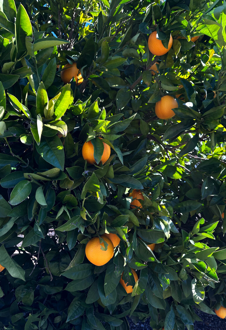 My Week in Pictures 2.6.24 – Ashley Kane